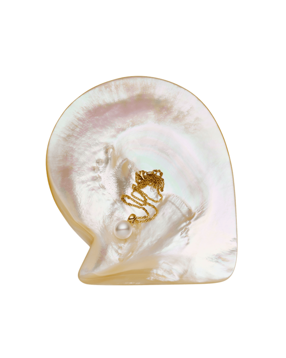 Paspaley Australian South Sea Mother-of-Pearl Shell