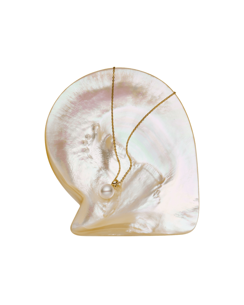 Paspaley Australian South Sea Mother-of-Pearl Shell