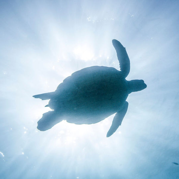 Paspaley Australian South Sea Pearls